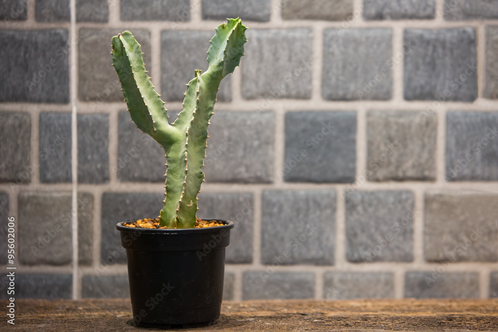 Tall cactus Stock Photo | Adobe Stock