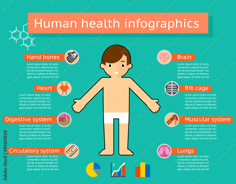 Human body systems medical infographics Stock Vector | Adobe Stock