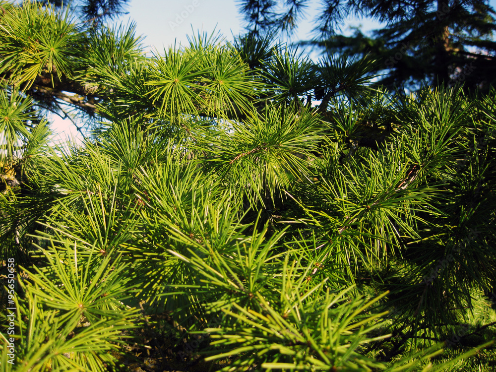 Pinos foto de Stock | Adobe Stock