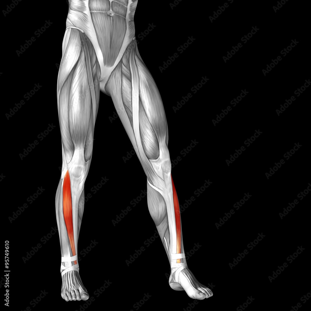 Conceptual 3D human front lower leg muscle anatomy Stock Illustration ...