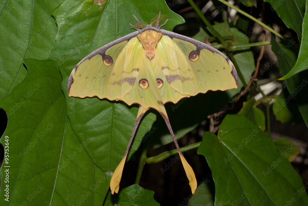 Close-up of a Madagascar Moon Moth (Argema mittrei) also known as a ...