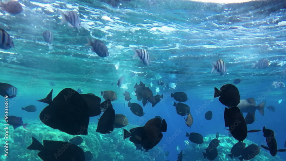 Diving bottom window porthole view of tropical fishes swimming in blue ...