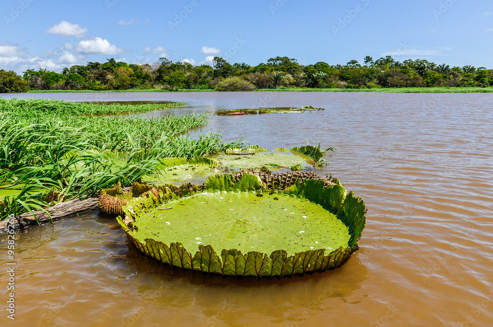 Water lily in the Amazon Rainforest, Brazil Stock Photo | Adobe Stock