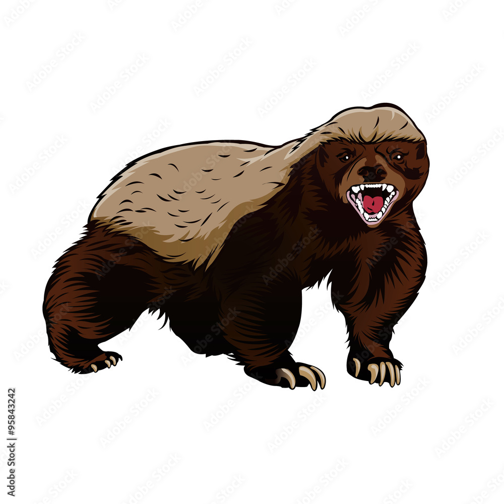 Honey Badgers Illustration