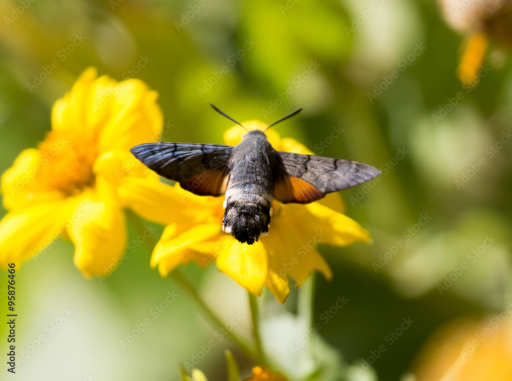 Sphingidae, known as bee Hawk-moth, enjoying the nectar of a yellow ...