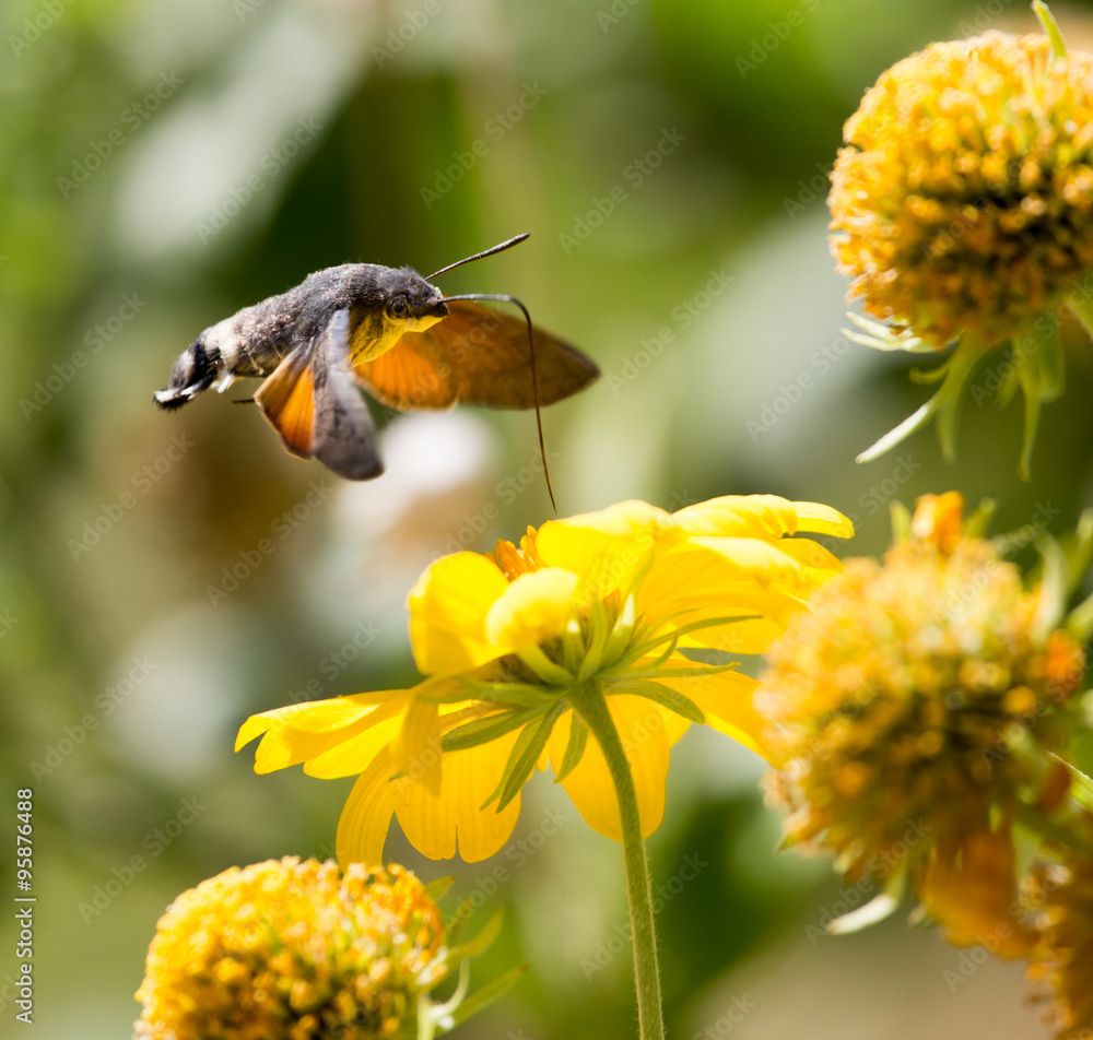 Sphingidae, known as bee Hawk-moth, enjoying the nectar of a yellow ...