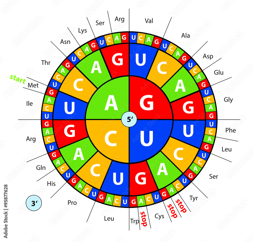 genetischer Code mit der Code-Sonne Stock-Vektorgrafik | Adobe Stock