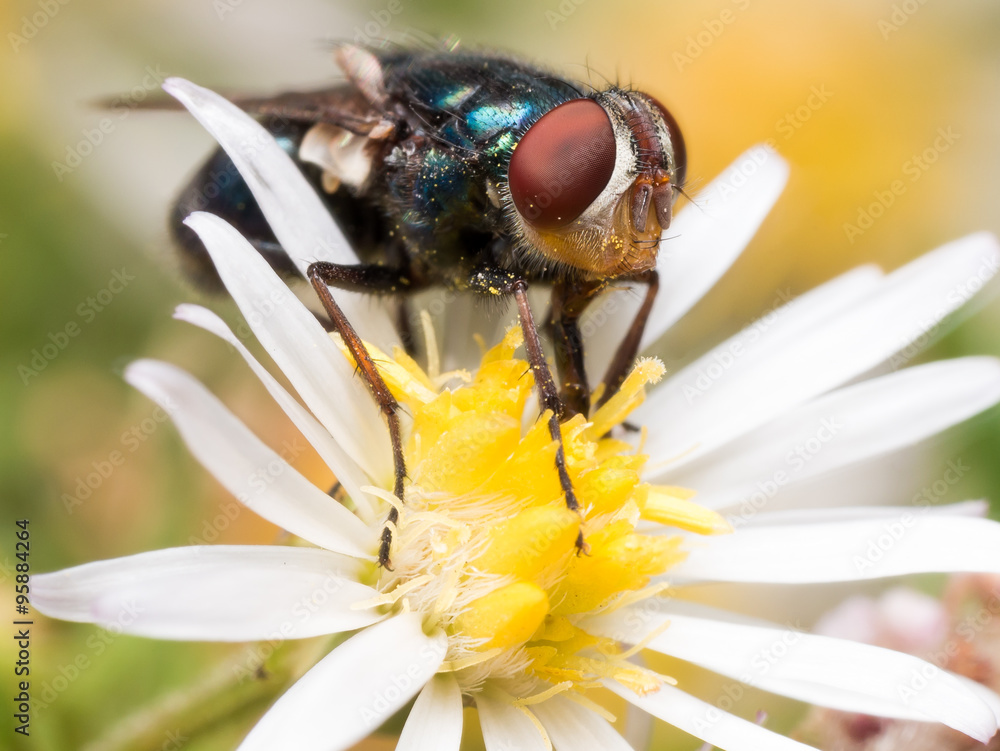 Close up Portrait of Blue Iridescent Fly with Bright Red Eyes on Stock ...