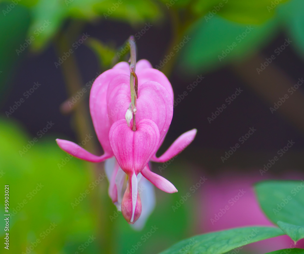 Bleeding Heart flower in japanese garden Stock Photo | Adobe Stock