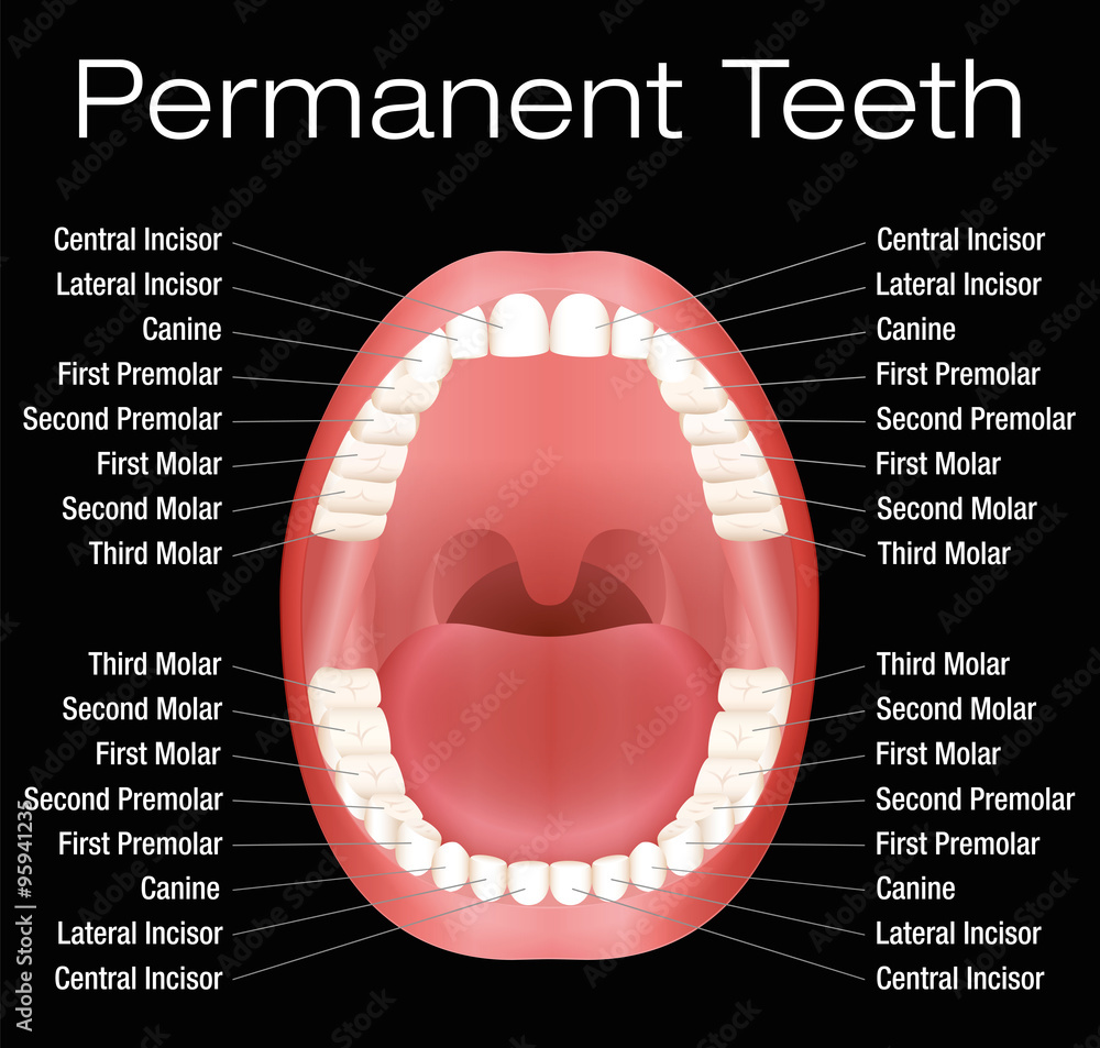 Adult teeth with names. Vector illustration on black background. Stock ...