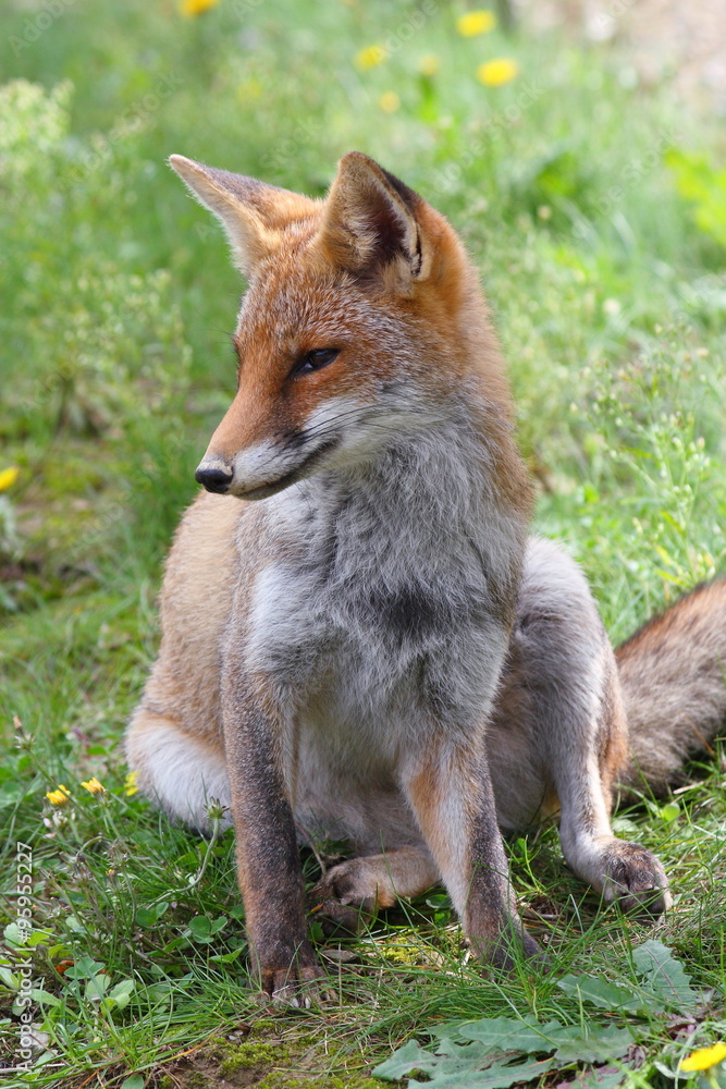 volpe animale selvatico Stock Photo | Adobe Stock