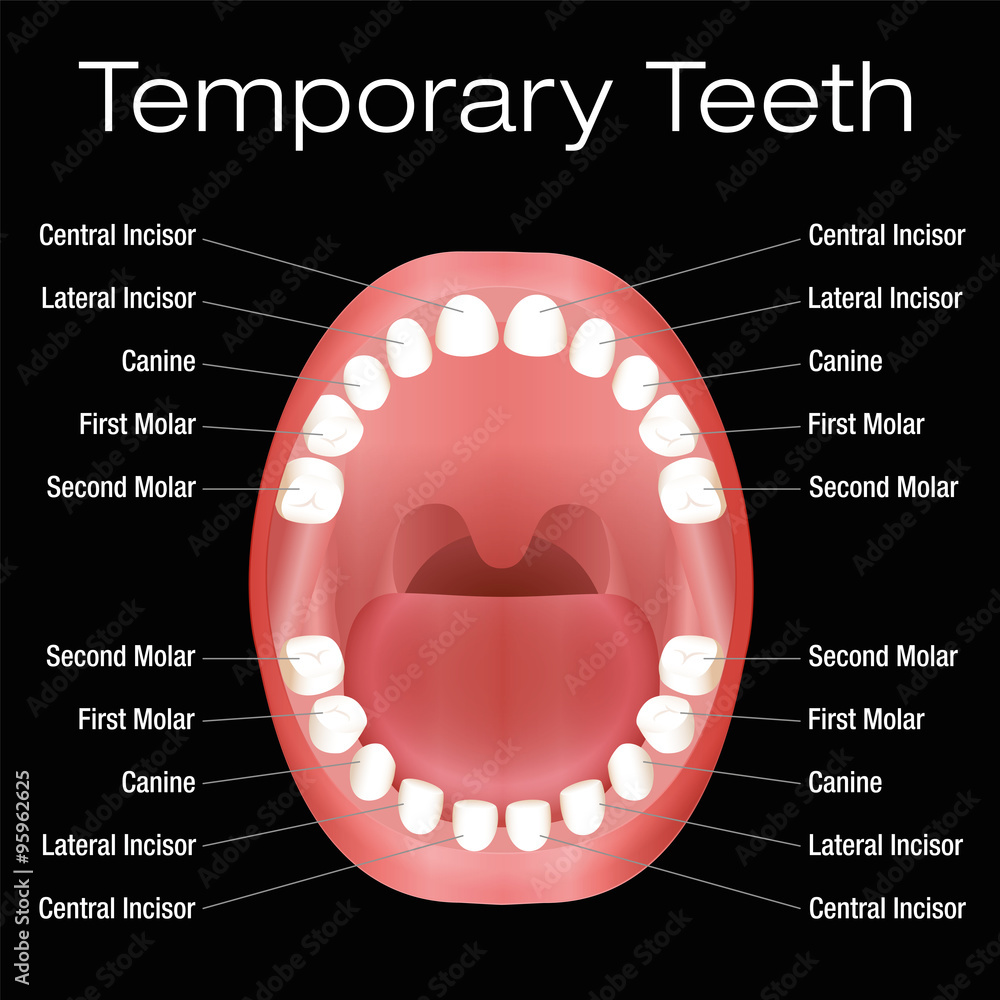 Temporary teeth with names. Vector illustration over black background ...