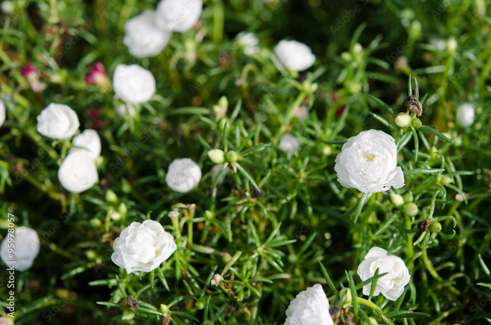 Portulaca Grandiflora White