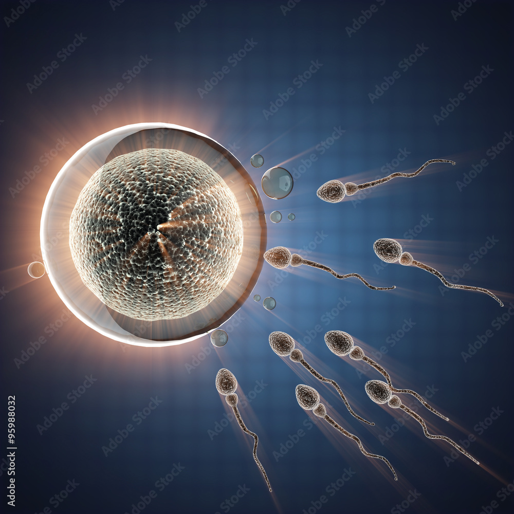 sperm and egg cell. microscopic image Stock Photo | Adobe Stock
