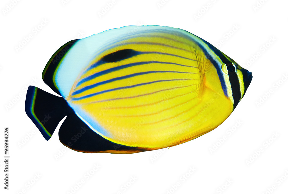 Blacktail Butterflyfish (Chaetodon austriacus) isolated on white ...