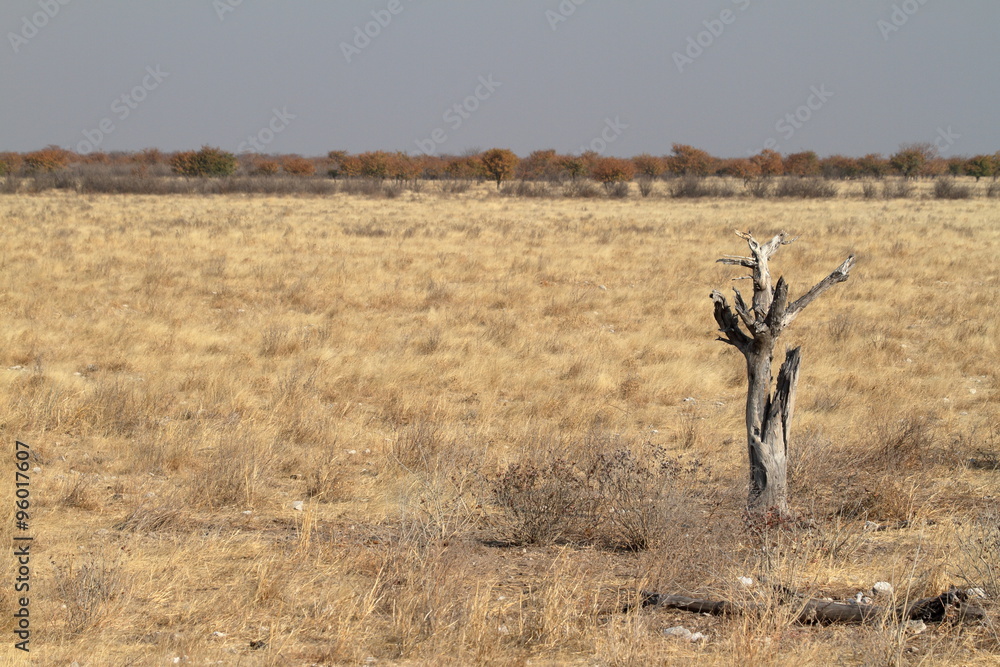 Foto de Die Savanne im Etoscha Nationalpark in Namibia do Stock | Adobe ...