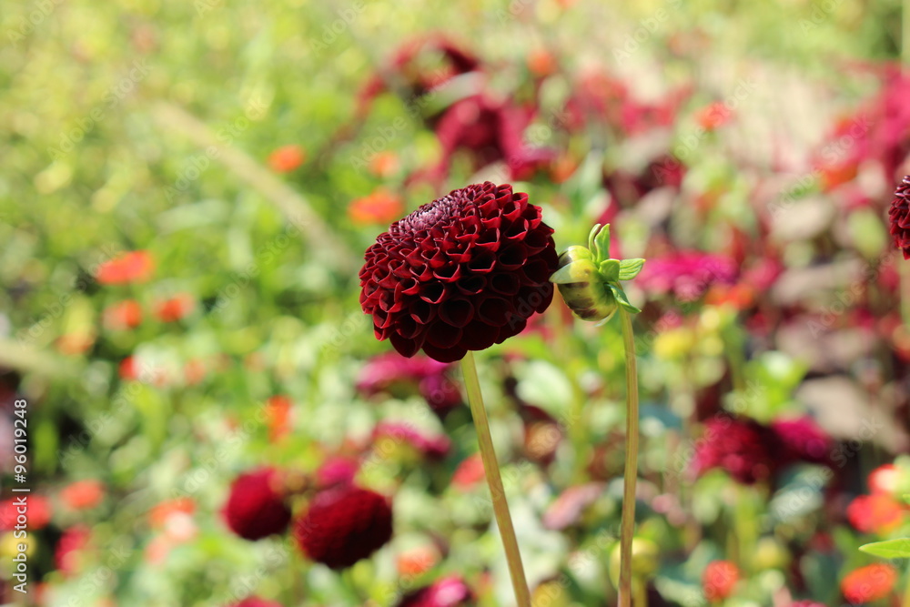 Dark purple "Hybrid Dahlia Tisa" flower in Munich, Germany. It is ...
