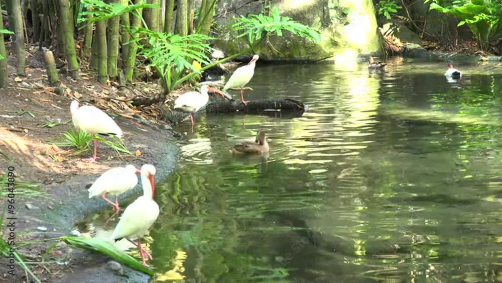 American white ibis preening its feathers and hunting by a pond. The ...