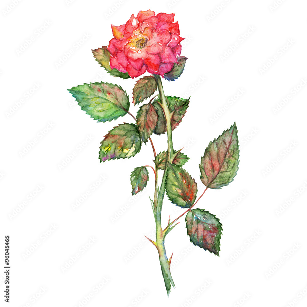 Watercolor pink rose isolated clip art Stock Illustration | Adobe Stock