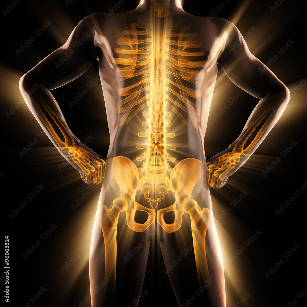 human bones radiography scan image Stock Illustration | Adobe Stock