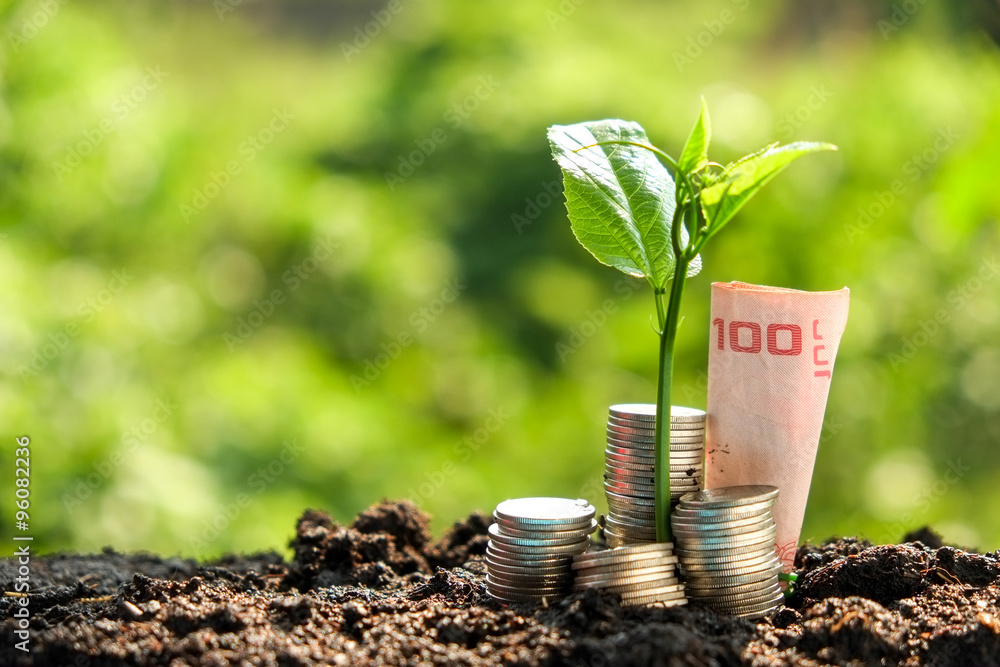 Money growth concept plant growing out of coins Stock Photo | Adobe Stock