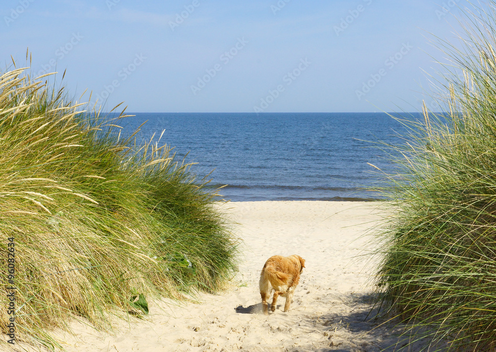 Sandstrand am Meer mit Hund und Düne Stock-Foto | Adobe Stock