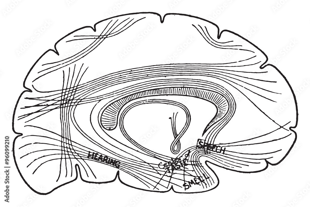 Diagram showing important centers in the brain and their associa Stock ...