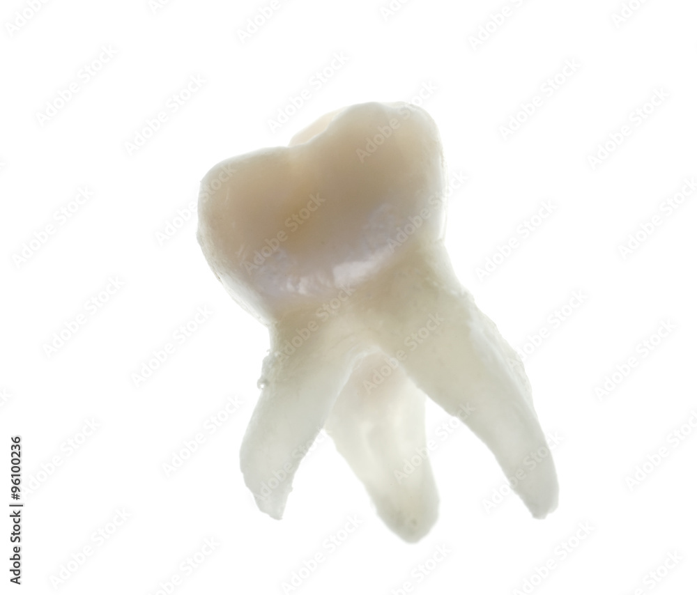 extracted baby molar tooth with roots Stock Photo | Adobe Stock