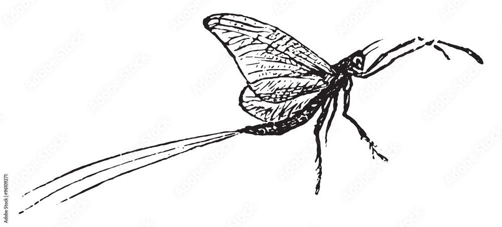 Mayfly, vintage engraving. Stock Vector | Adobe Stock