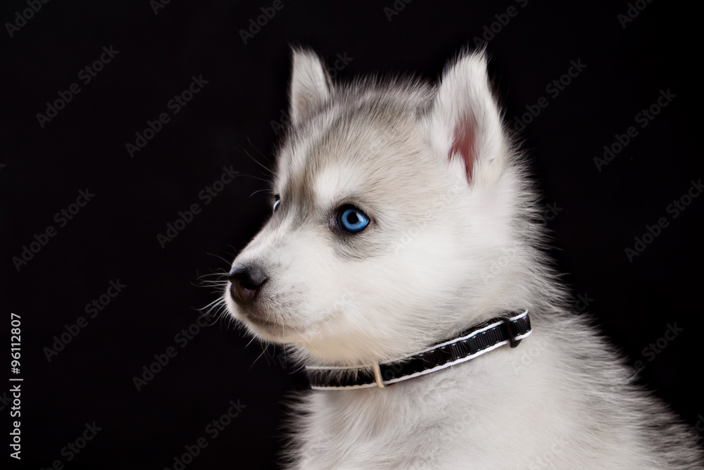 Husky dog puppy one month old in black background Stock Photo | Adobe Stock