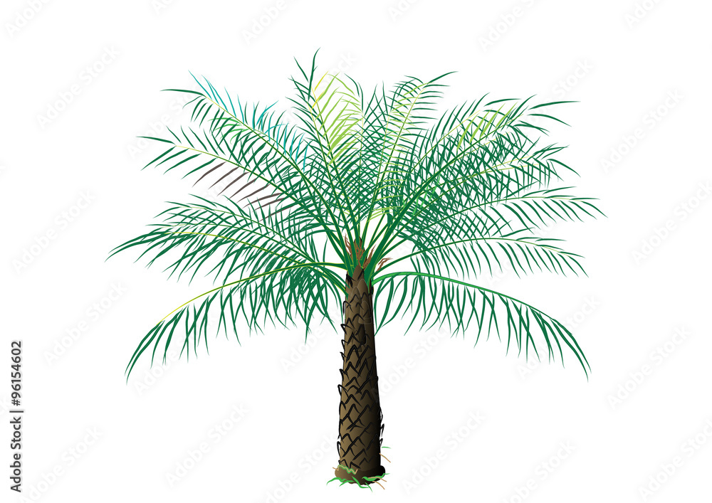 palm oil tree on white background,vector illustration Stock Vector ...