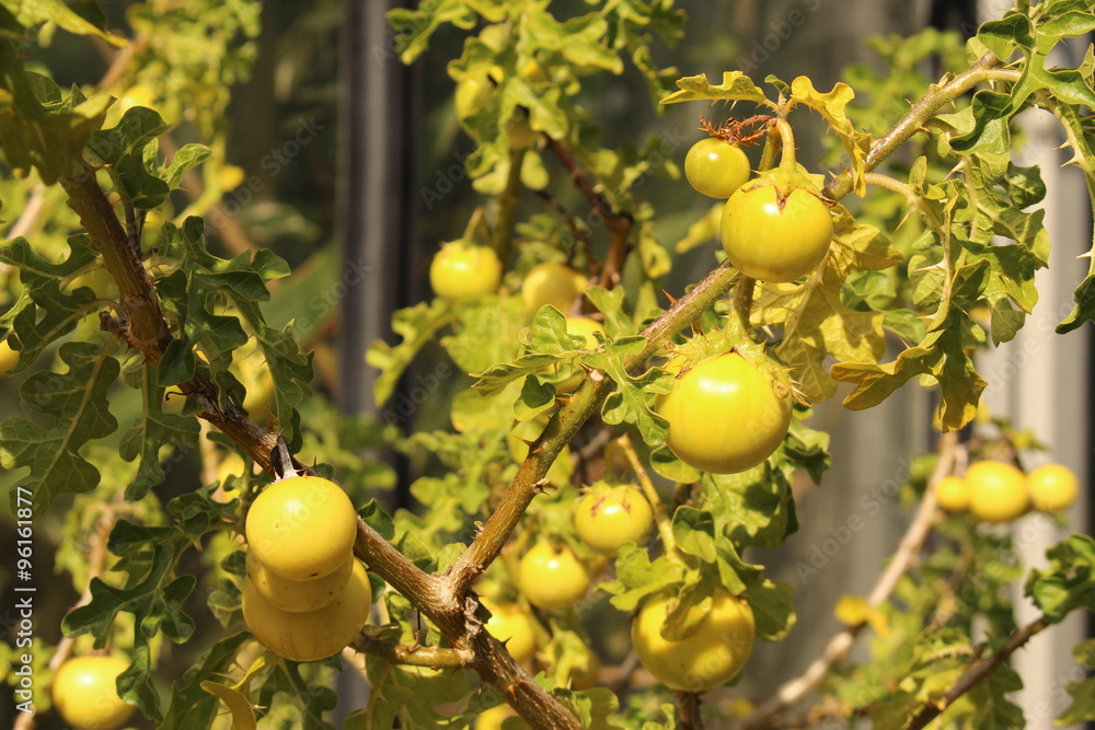 Yellowish "Apple of Sodom" on its tree in Innsbruck, Austria. Its ...