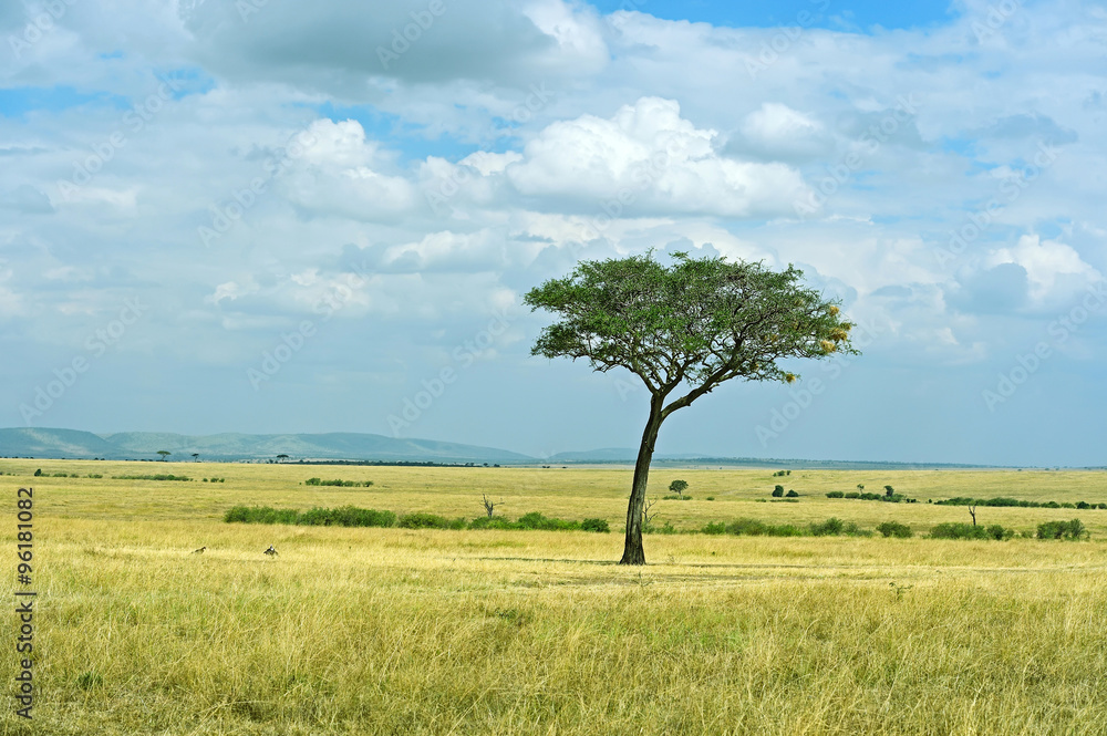 The tree in the African savanna Stock Photo | Adobe Stock