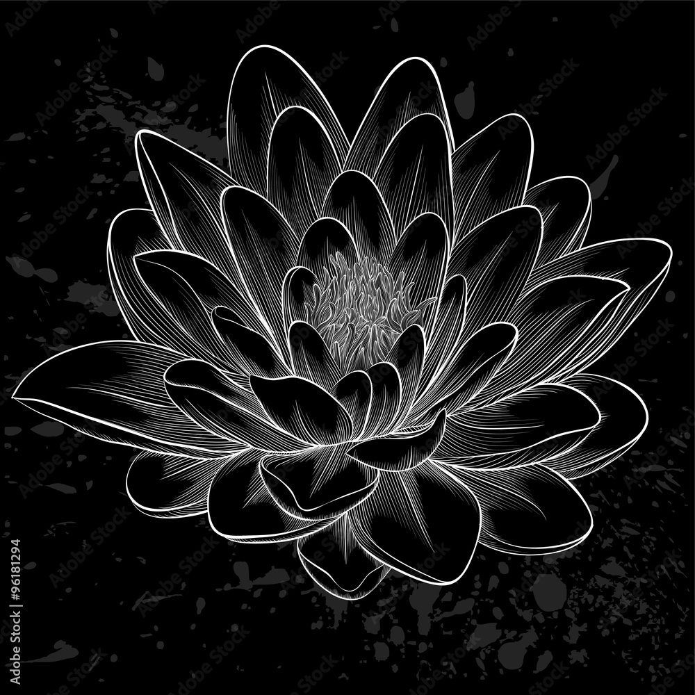 black and white lotus flower painted in graphic style isolated Stock ...