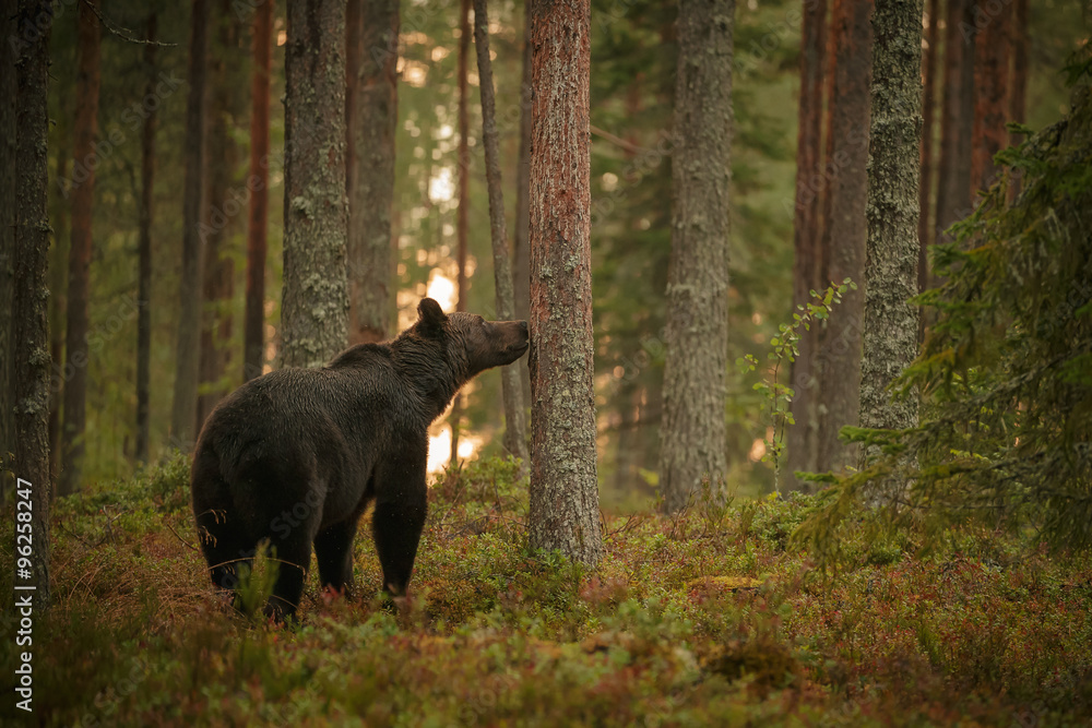 Boreal Forest Bears