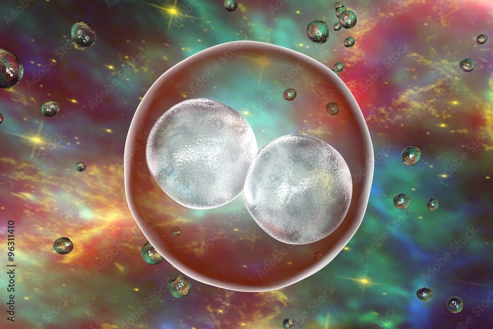 Human embryo on the stage of two cells on space background with ...