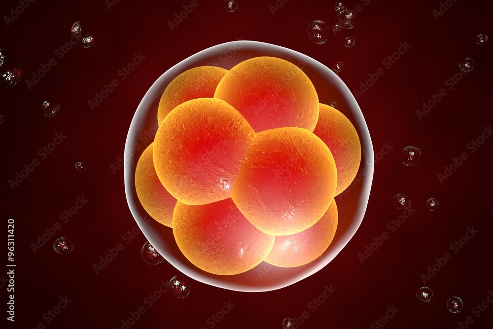 Human embryo on the stage of 16 cells. 3D view Stock Illustration ...