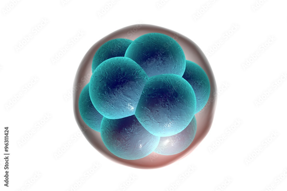 Human embryo on the stage of 16 cells isolated on white background. 3D ...