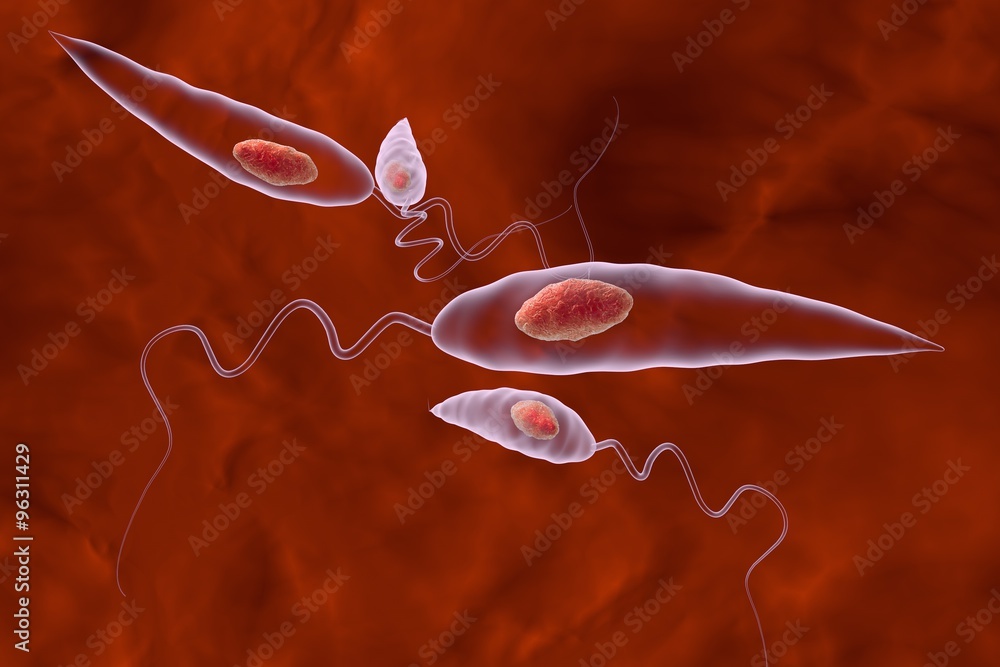 Leishmania. Promastigotes of Leishmania parasite which are found in ...