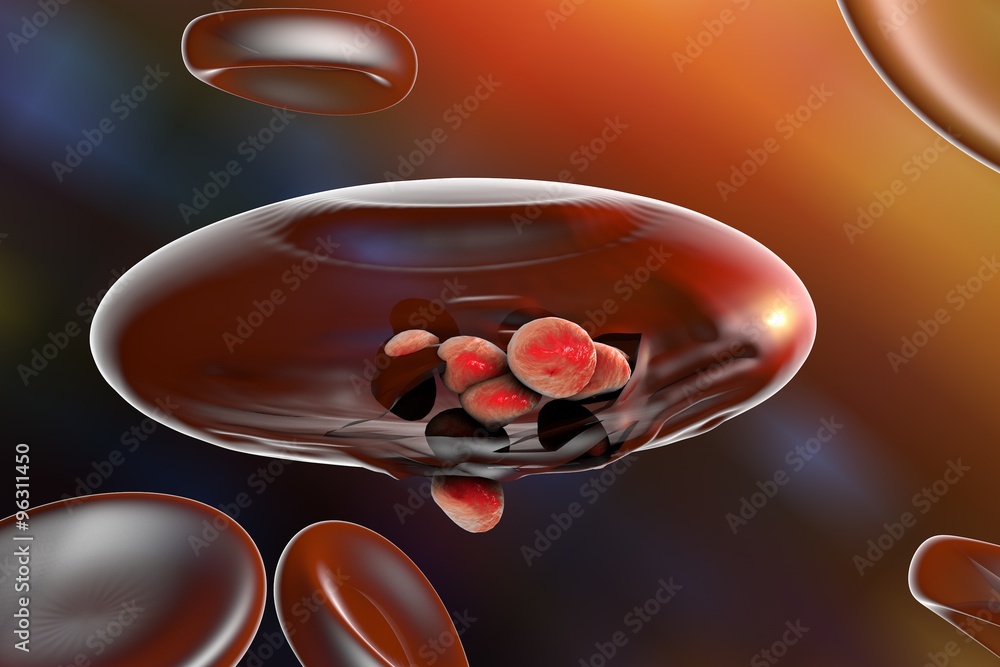 Malaria. Release of malaria parasites from red blood cell. Merozoites ...