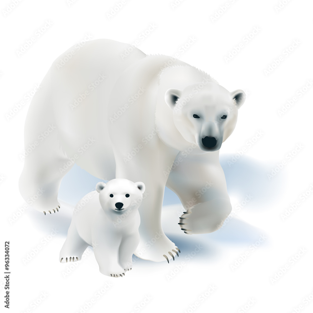 Polar Bear Cubs And Mother Drawing