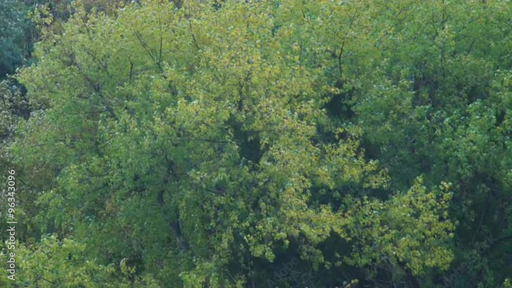Green tree branches swaying in the wind on rainy day 4K Stock Video ...