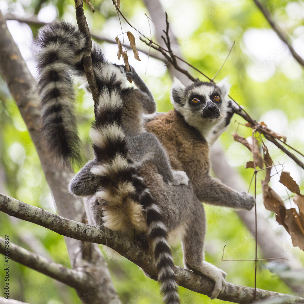 Ring Tailed Lemur In Tree