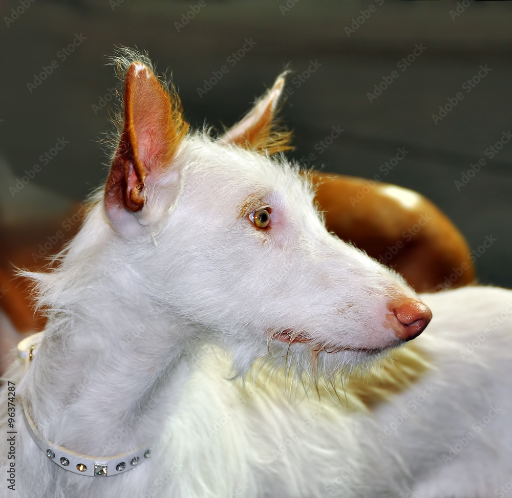 Ibizan Hound