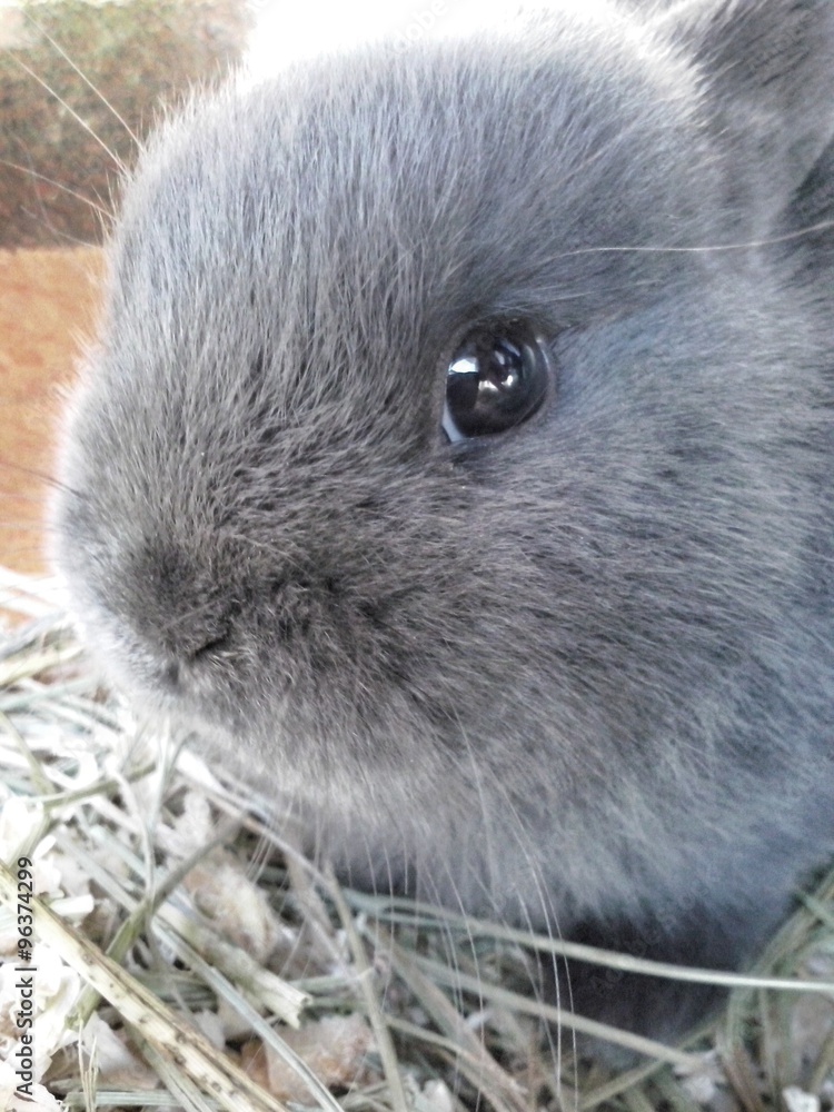 Conejo bebé Stock Photo | Adobe Stock