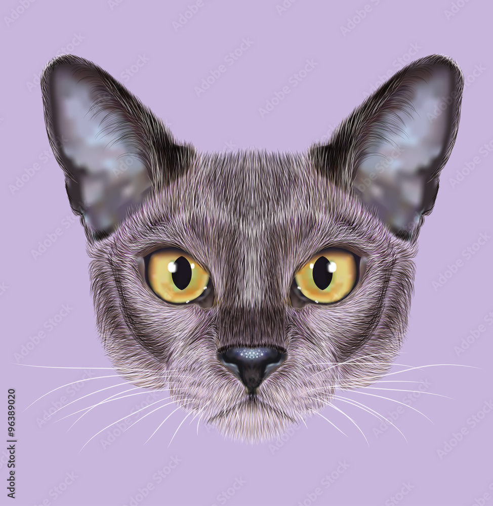 Burmese cat animal cute face. Illustrated young silver blue purebred ...