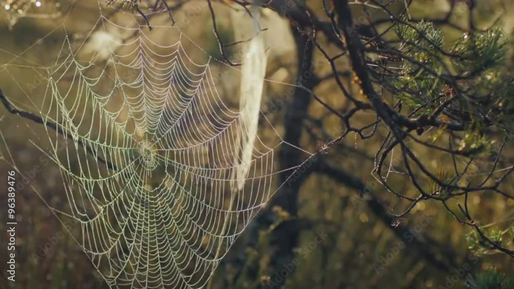 Circular spider web on a pine tree covered in dew on a early summer ...