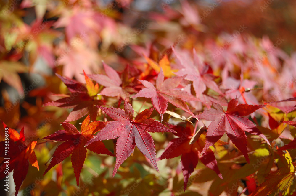 maple Stock Photo | Adobe Stock