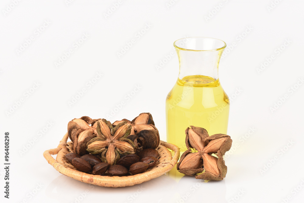 Plukenetia volubilis, commonly known as sacha inchi, sacha peanut ...