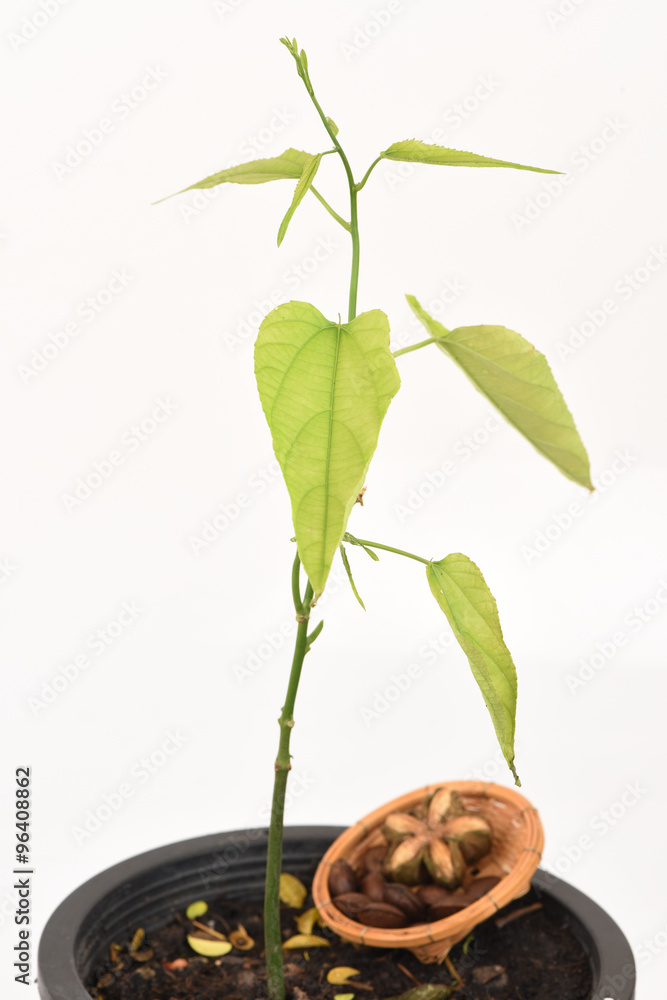 Plukenetia volubilis, commonly known as sacha inchi, sacha peanut ...